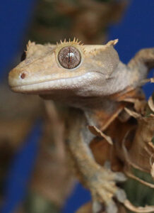 Nature Fact Crested Gecko – Little Light Kids