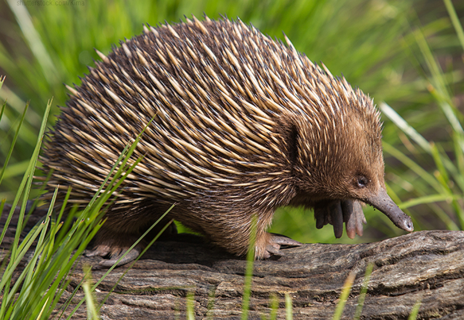 Nature Facts Echidna – Little Light Kids