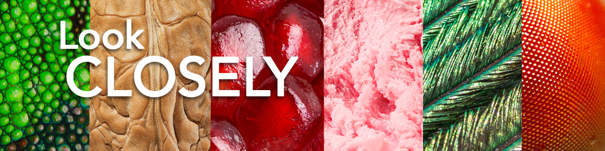 Nature Activity Look Closely – Little Light Kids