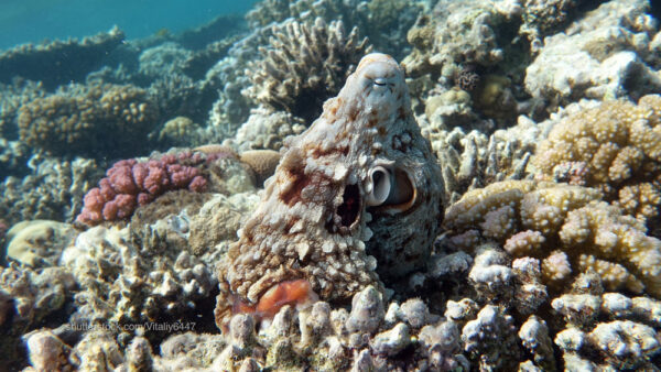 Nature Facts Octopus – Little Light Kids