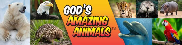 Series Gods Amazing Animals Season 1 – Little Light Kids
