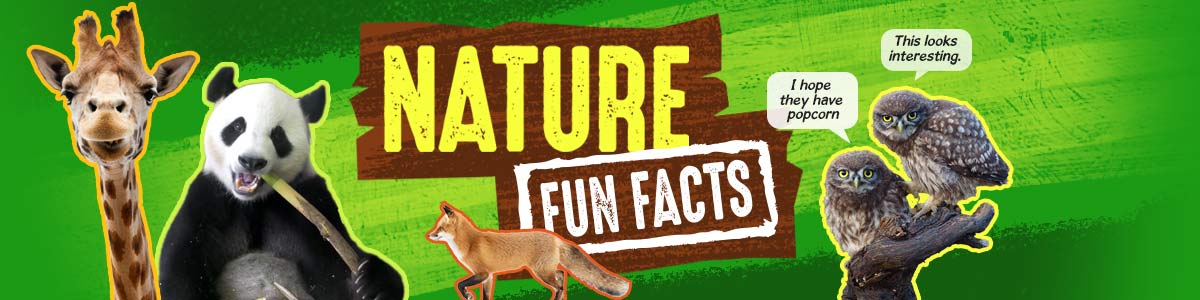 Series Nature Fun Facts – Little Light Kids