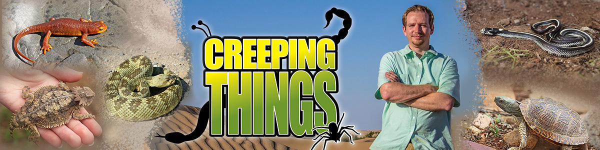 Series Creeping Things – Little Light Kids